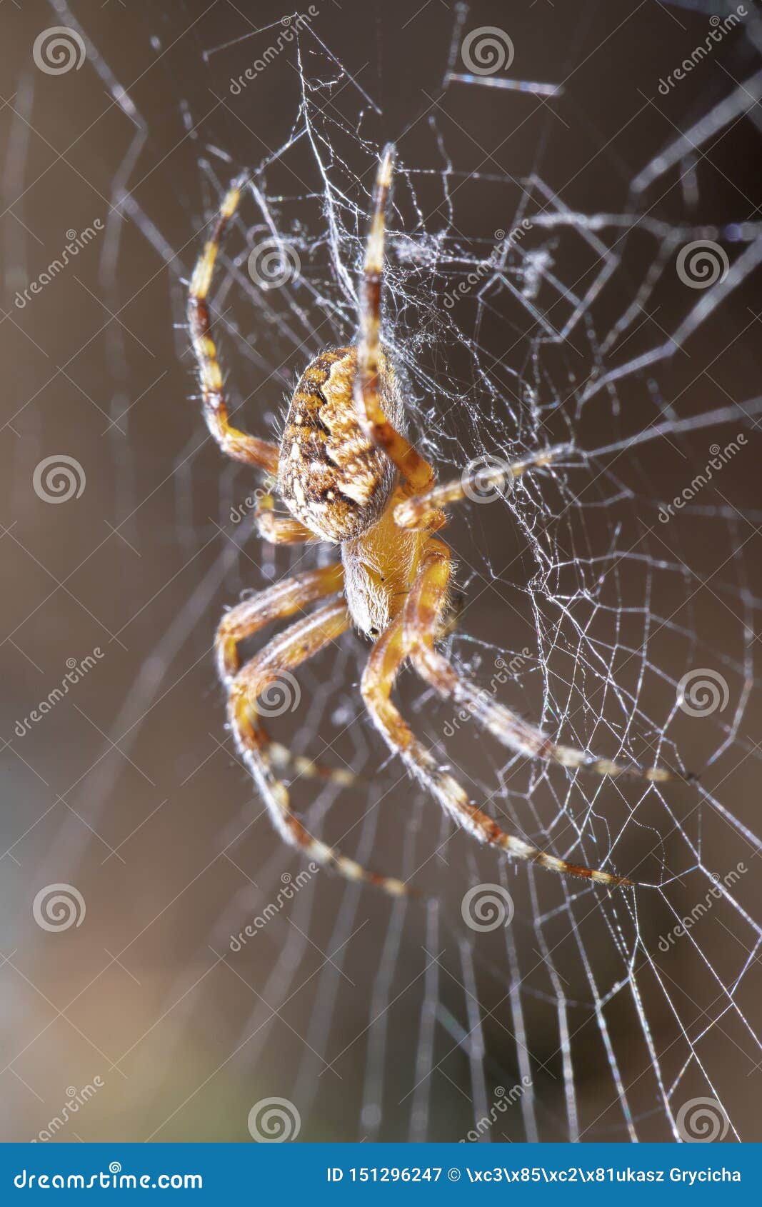 Spider stock image. Image of environment, wings, predator - 151296247