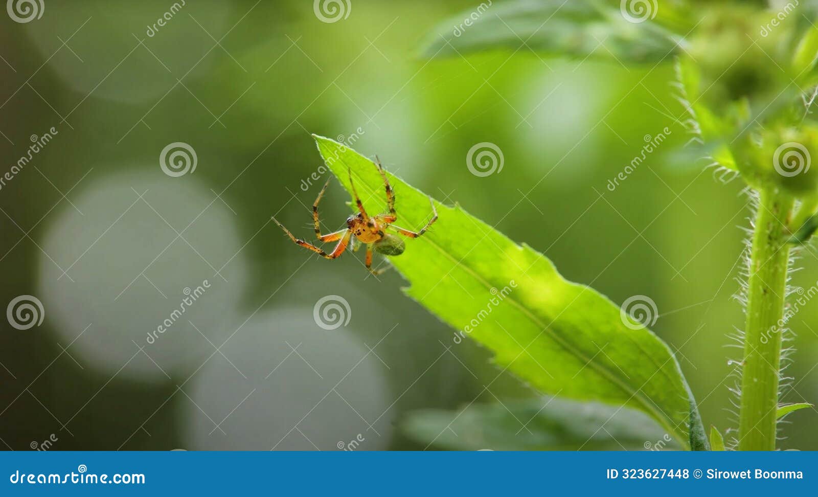 A spider stock photo. Image of spider, beetle, animals - 323627448