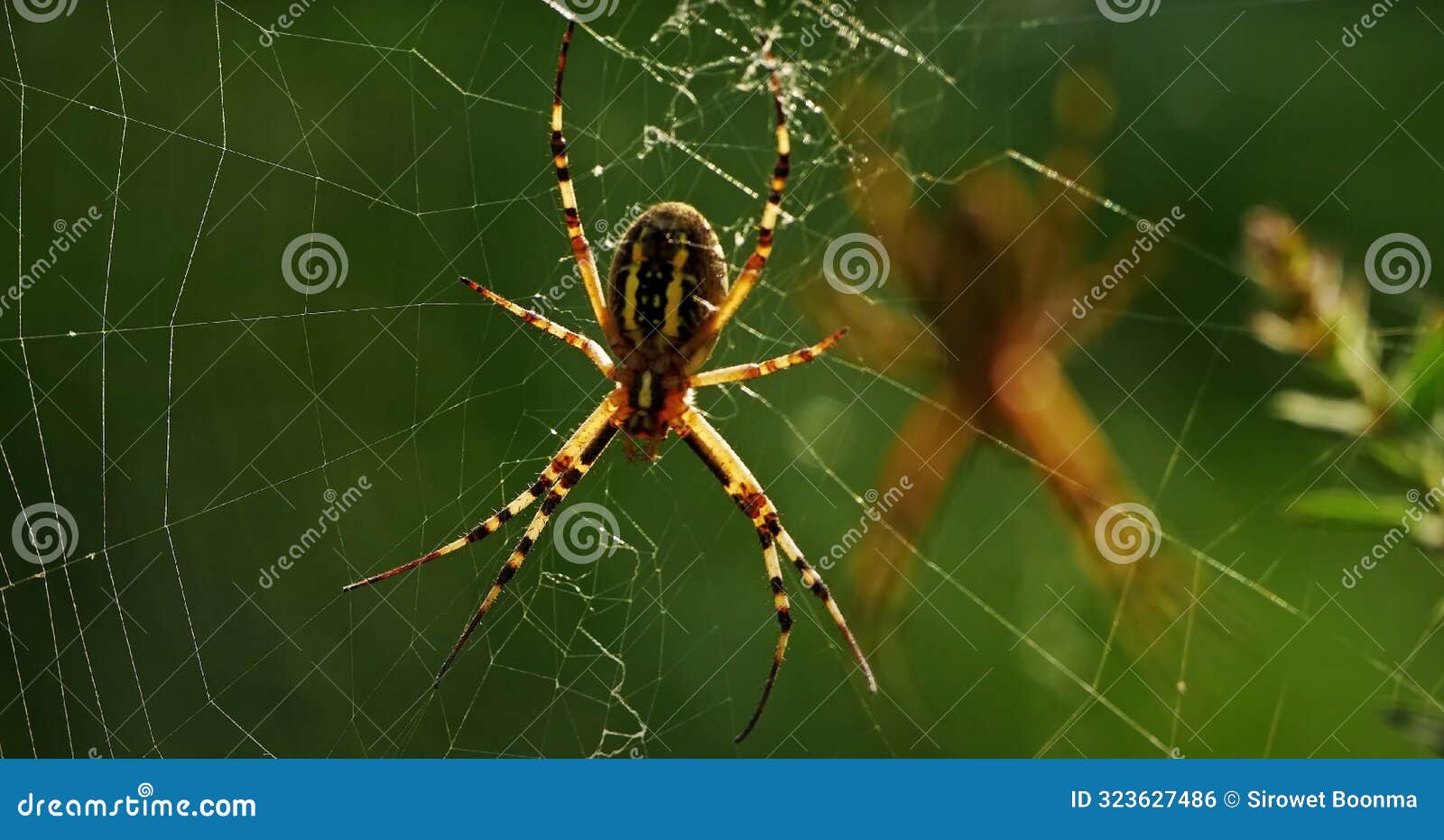 A spider stock photo. Image of animals, insect, invertebrates - 323627486