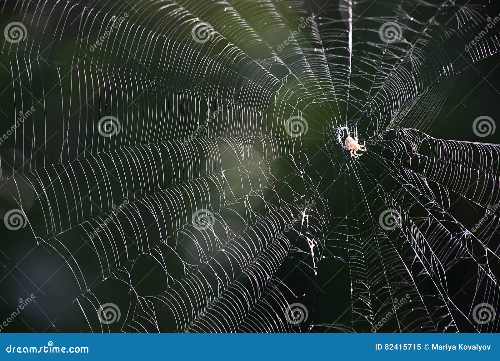 Spider Inside a Spider Web stock image. Image of insect - 82415715