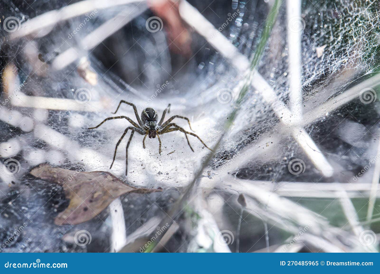 Spider inside a web tunnel stock image. Image of spiderweb - 270485965