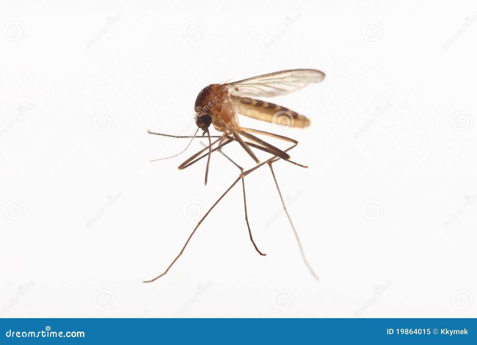 Spider isolated stock image. Image of white, insect, spider - 19864015