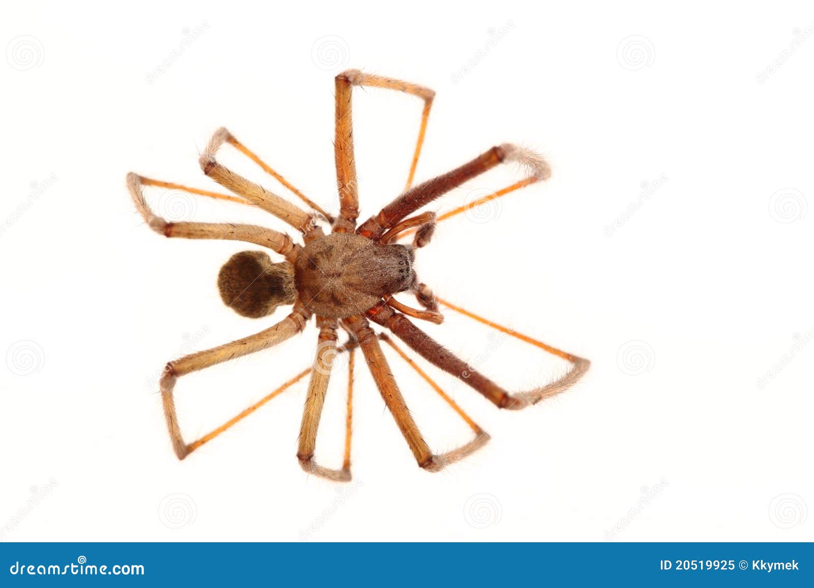 Spider isolated stock image. Image of insect, macro, nature - 20519925
