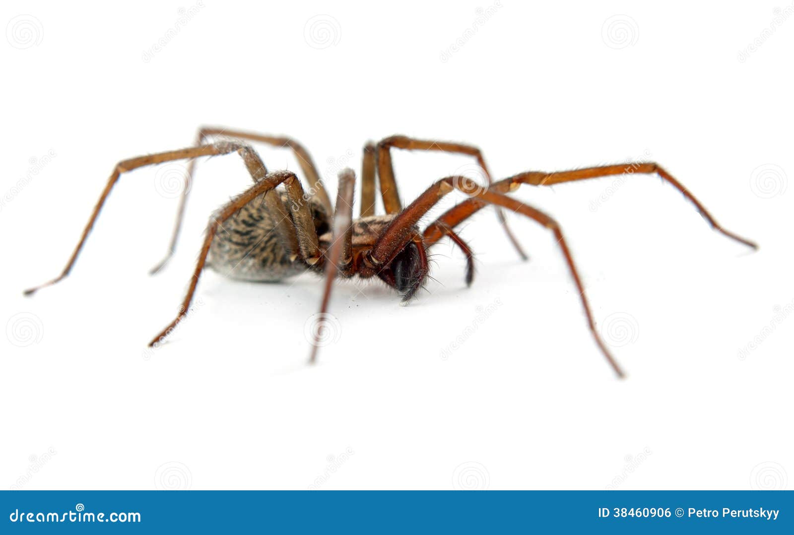 Spider isolated stock photo. Image of fear, wildlife - 38460906