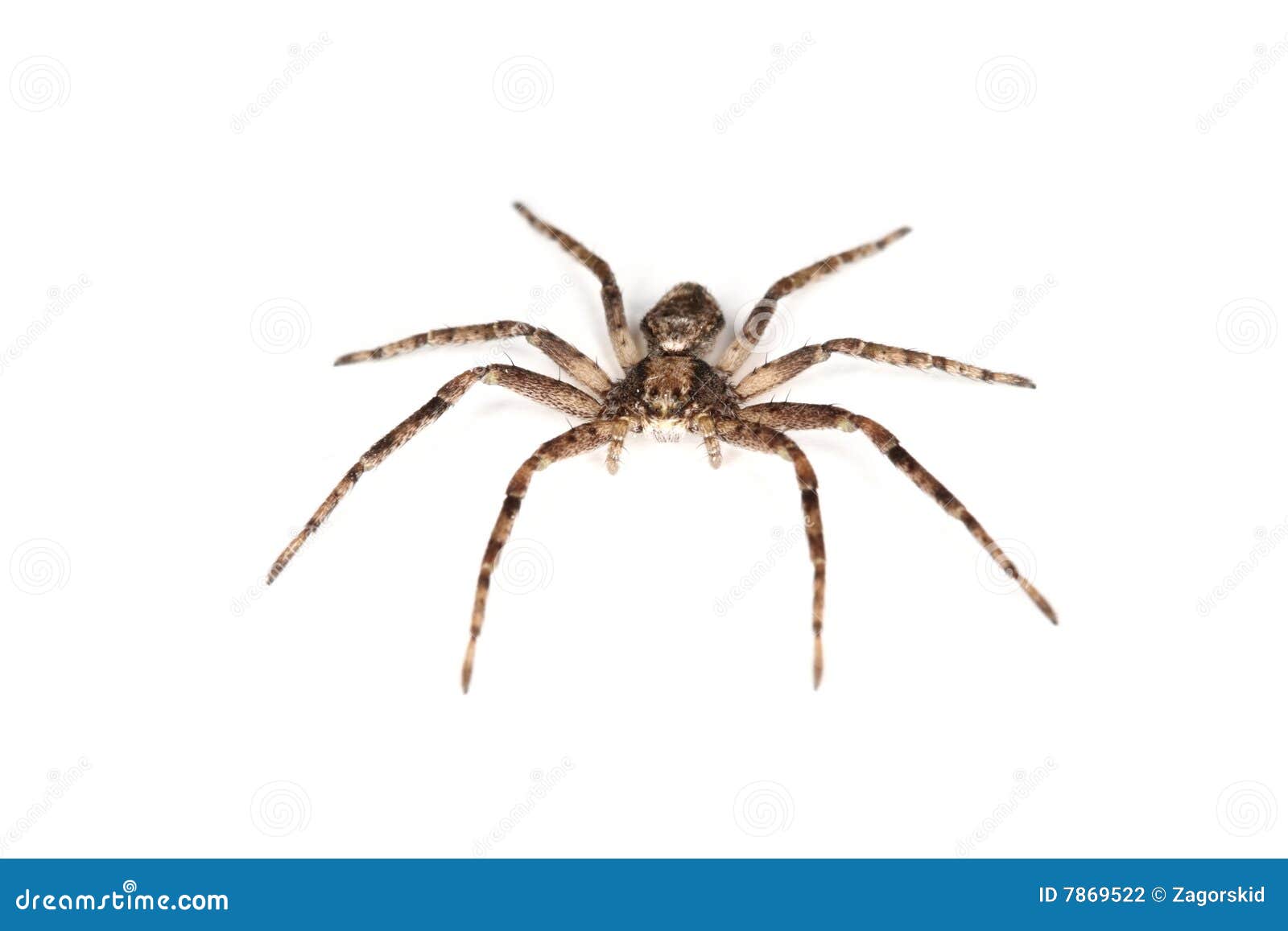 Spider isolated stock photo. Image of tiny, animal, close - 7869522