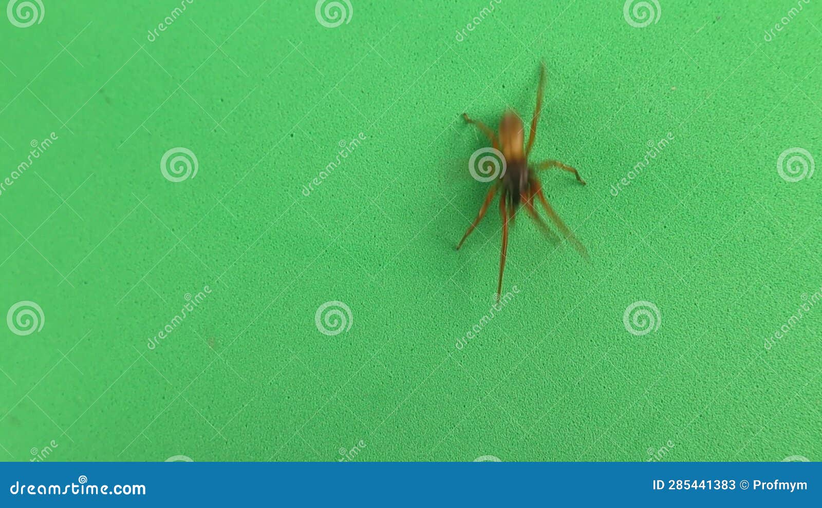 Spider Isolated on Green Background. Closeup Spiders Insect, Insects ...