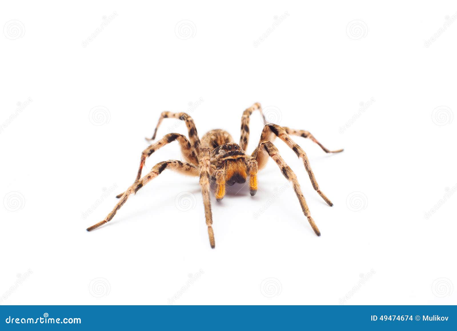 Spider isolated stock photo. Image of color, wildlife - 49474674