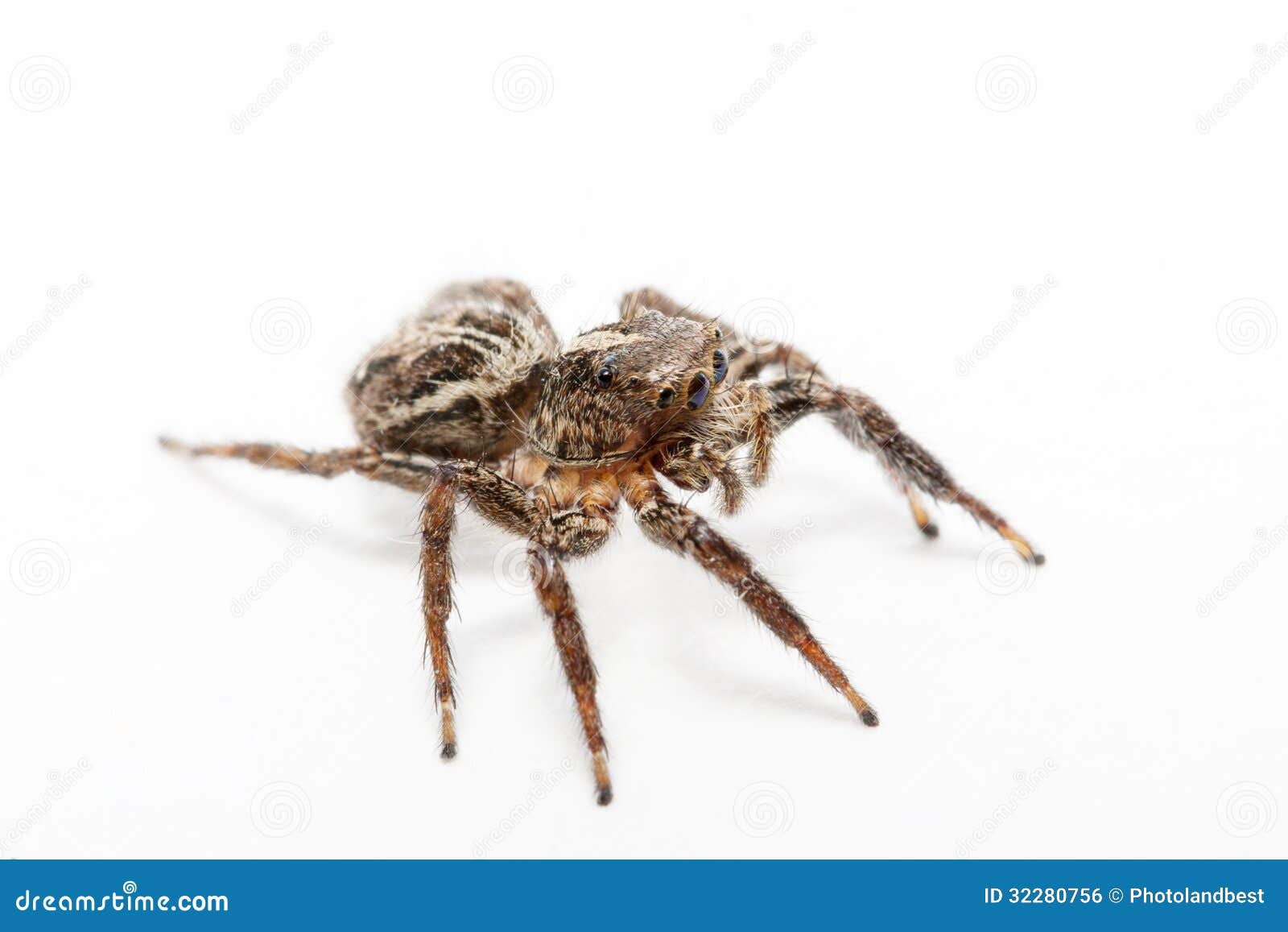 Spider isolated over white stock photo. Image of texture - 32280756