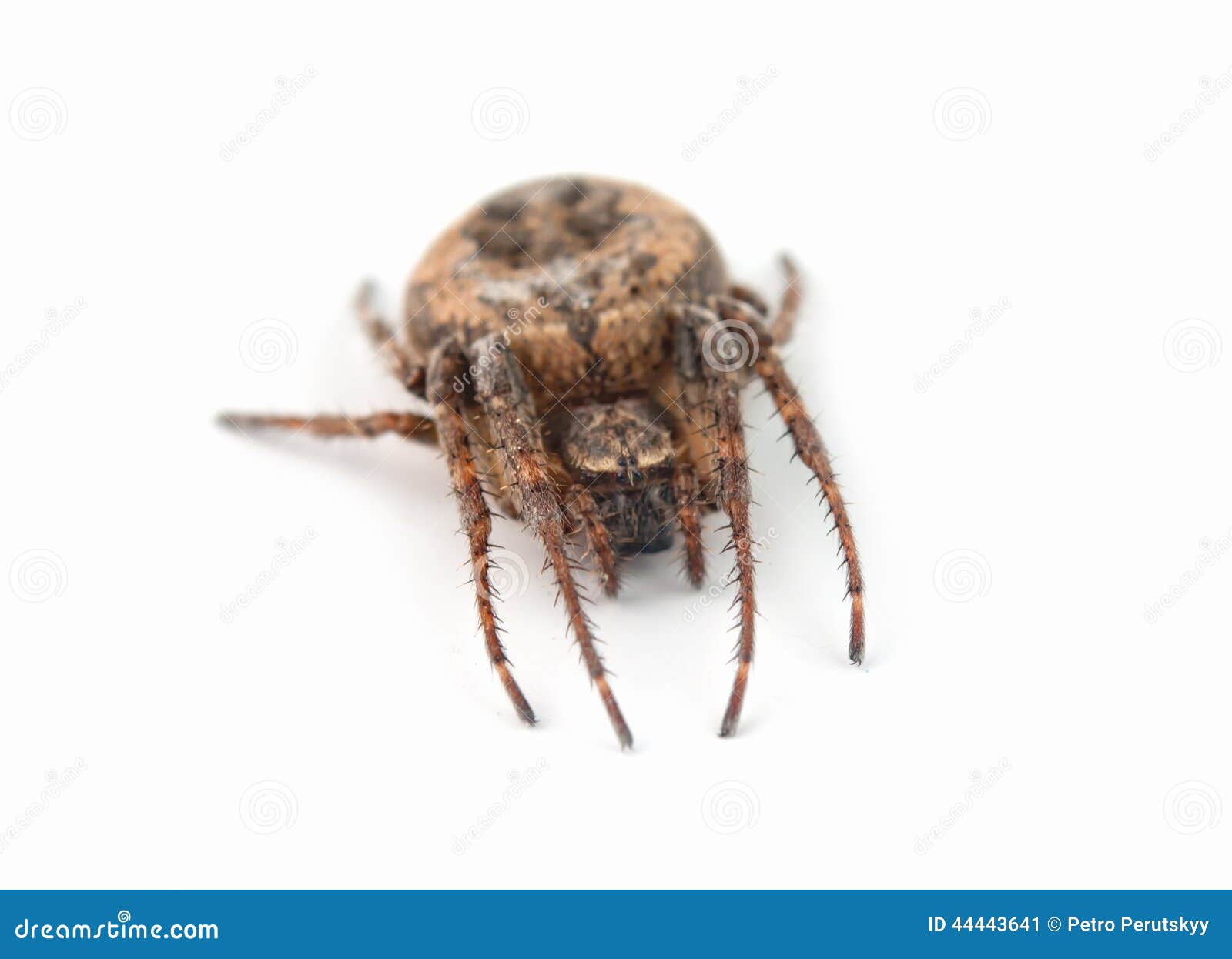 Spider isolated stock image. Image of tarantula, large - 44443641