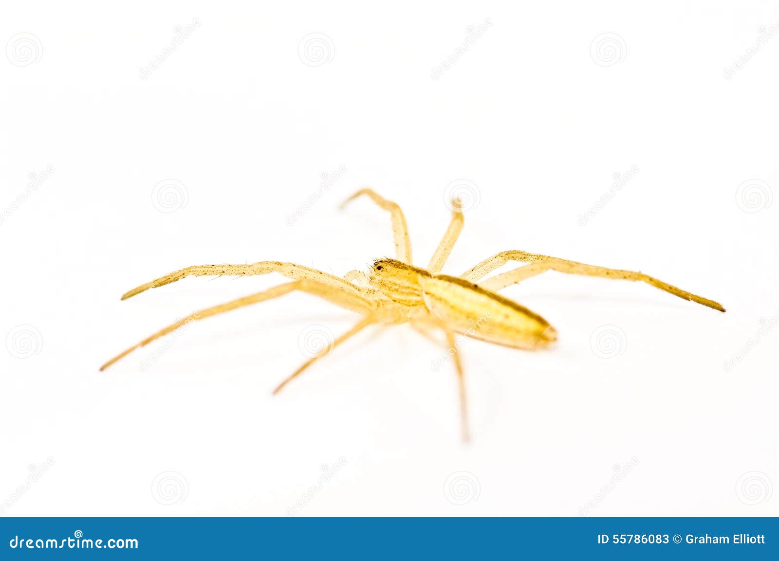 Spider is Isolated in White Stock Image - Image of grass, barn: 55786083