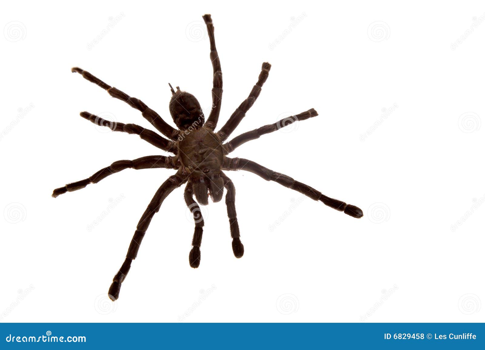 Spider isolated on white stock photo. Image of isolated - 6829458