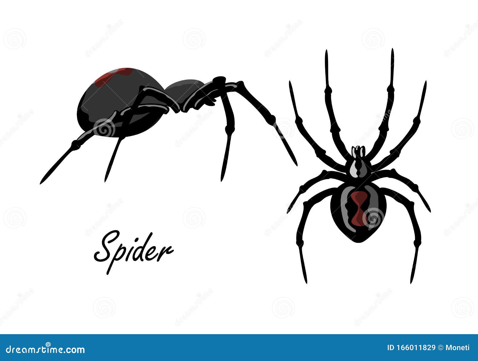 Spider Isolated on White Backdrop Set. Top and Side View on Realistic ...