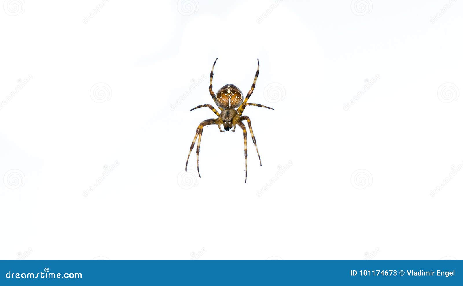 Spider Isolated on White Background Animal Stock Image - Image of ...
