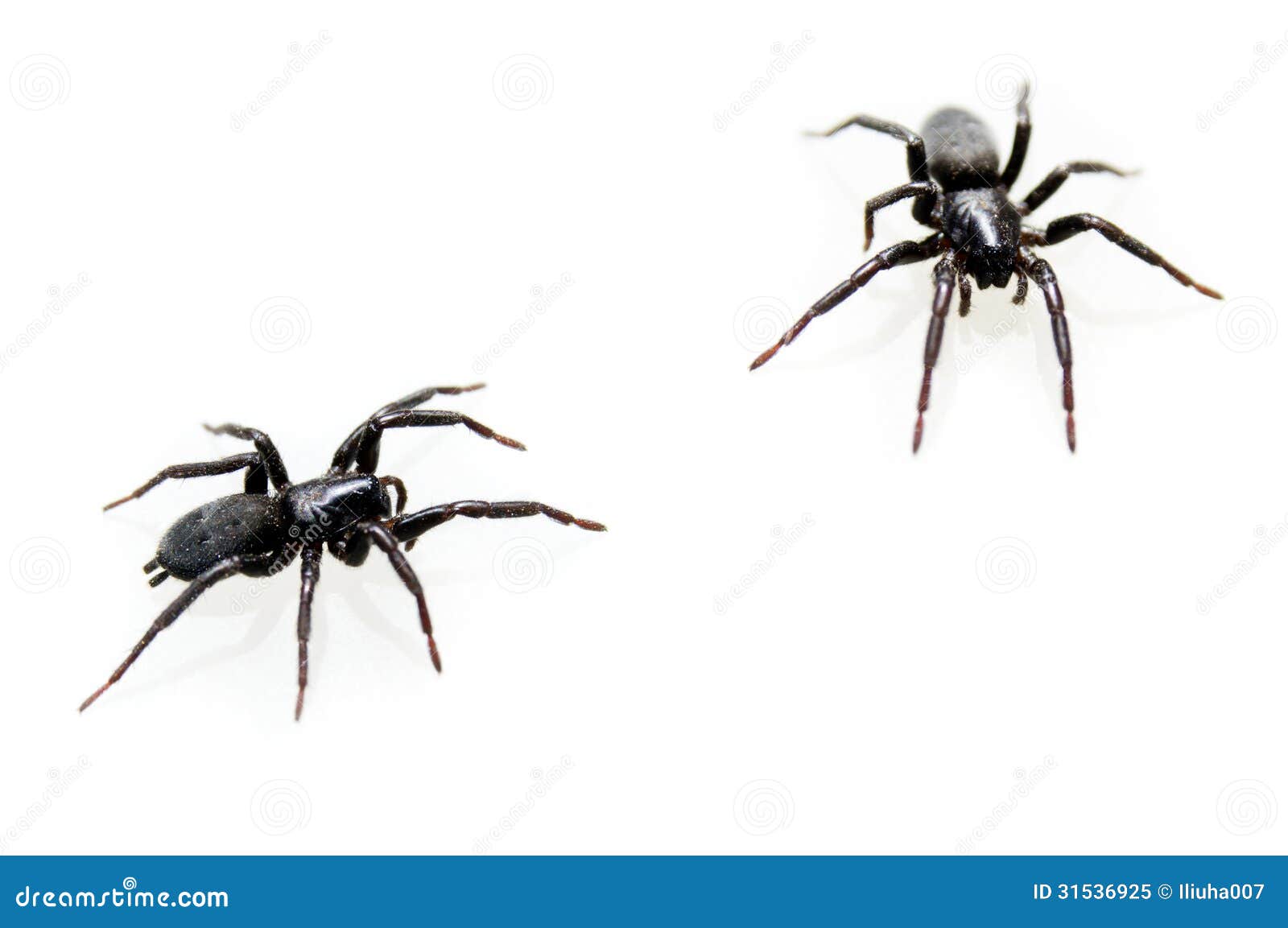 Spider Isolated on White Background Stock Image - Image of fauna ...