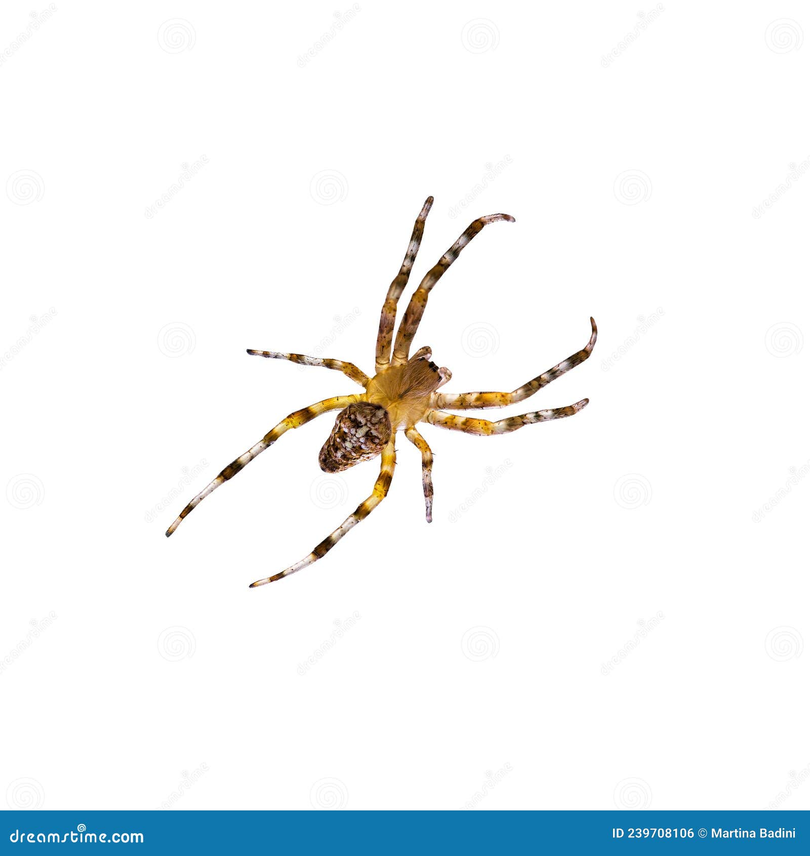 Spider Isolated on White Background Stock Photo - Image of closeup ...