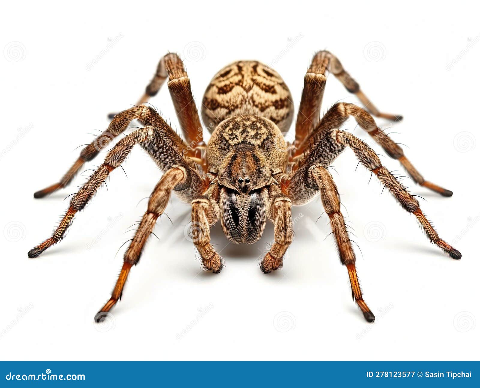 Spider, Isolated on White Background Stock Illustration - Illustration ...