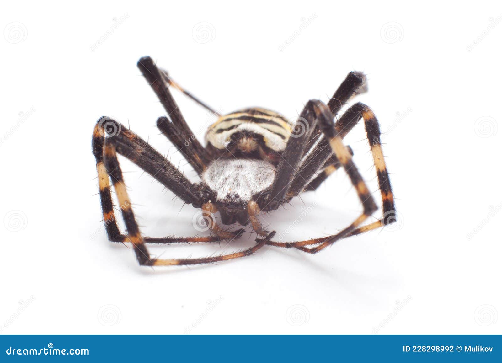 Spider isolated stock photo. Image of arachnid, barn - 228298992
