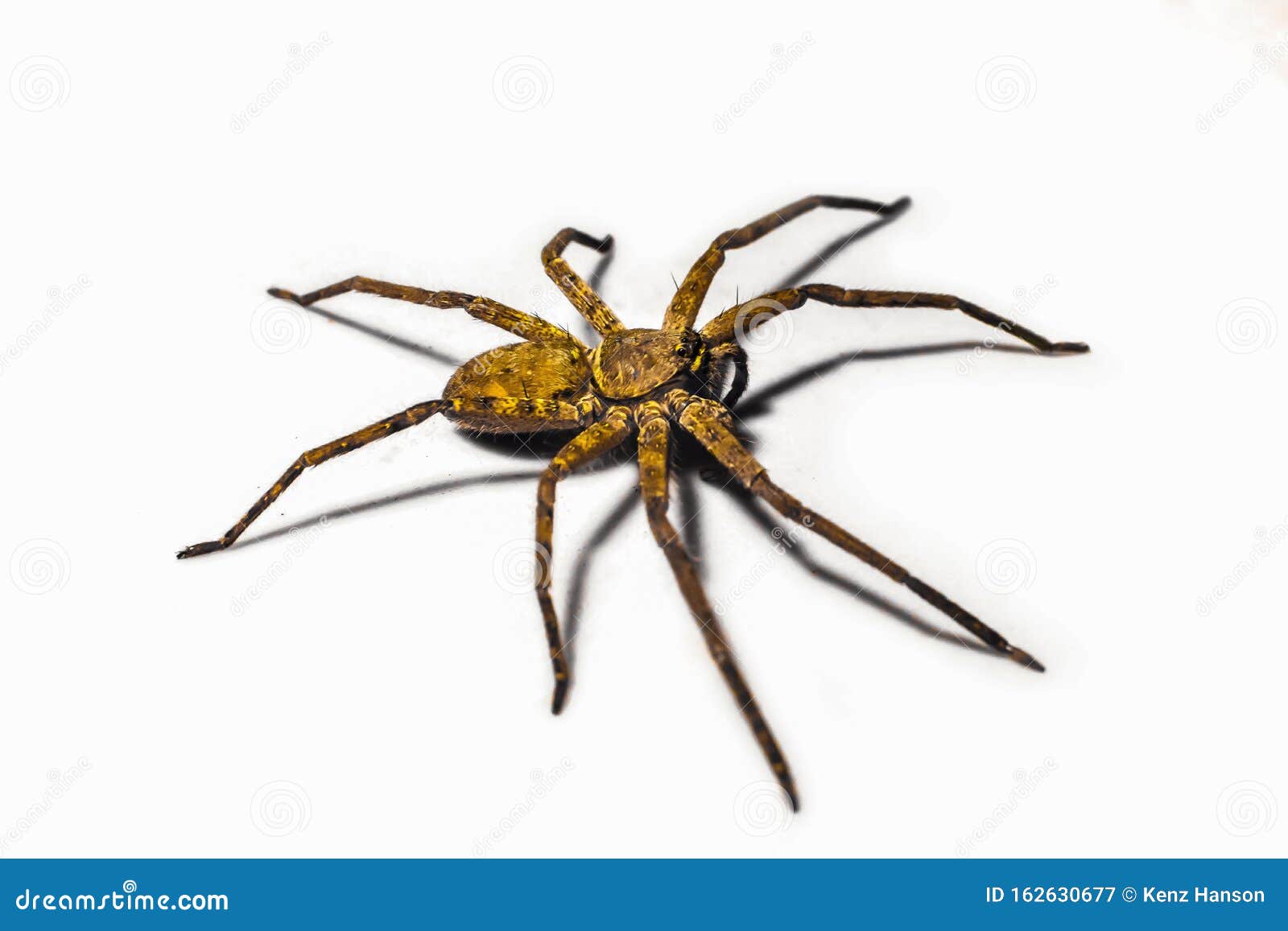 Spider Isolated on White Background Stock Image - Image of animalwild ...