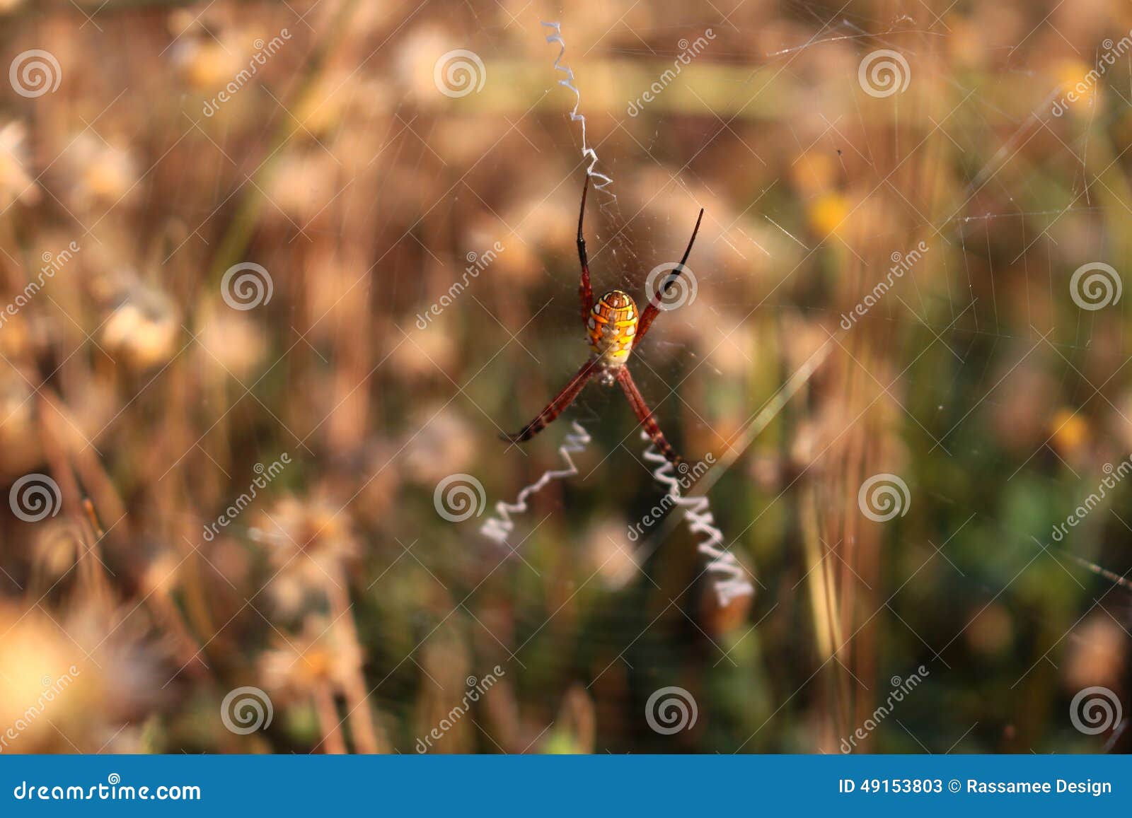 Spider stock image. Image of scene, cobweb, natural, background - 49153803