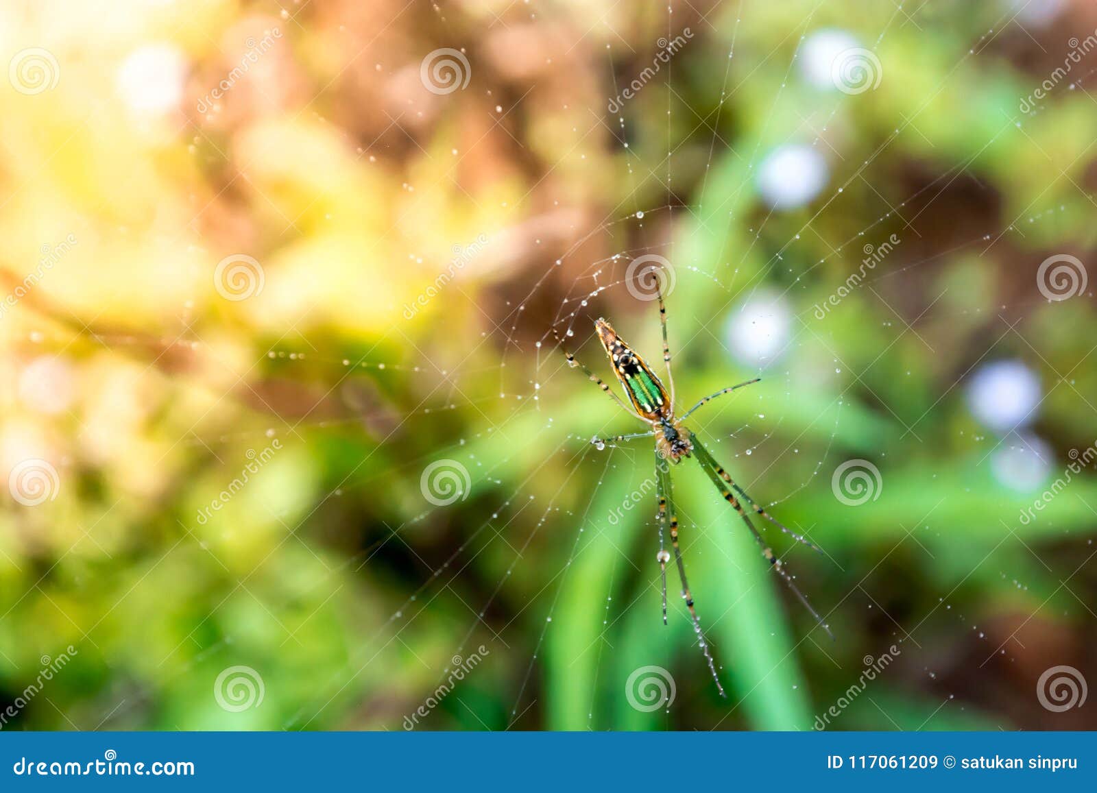 Spider and its filament stock image. Image of macro - 117061209