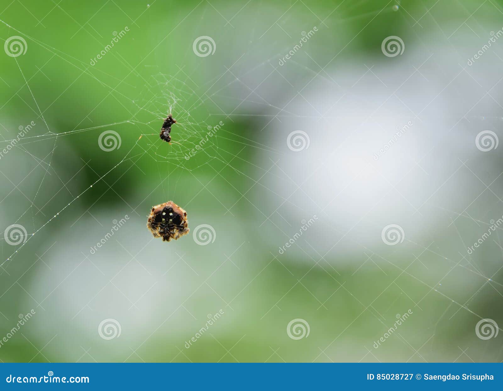 Spider with its food stock image. Image of nature, food - 85028727