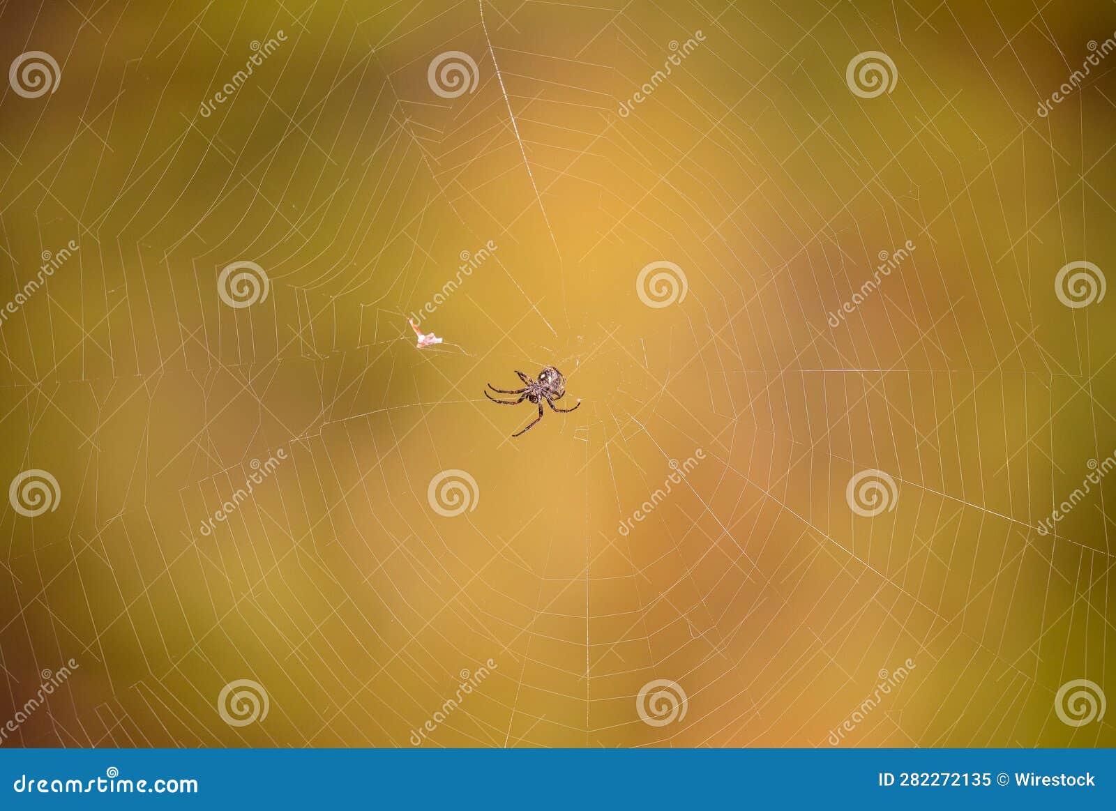 Spider in Its Natural Environment Stock Image - Image of environment ...