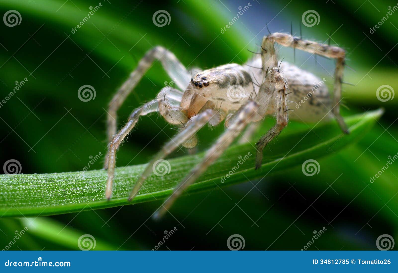 Spider in Its Natural Environment Stock Image - Image of summer, insect ...