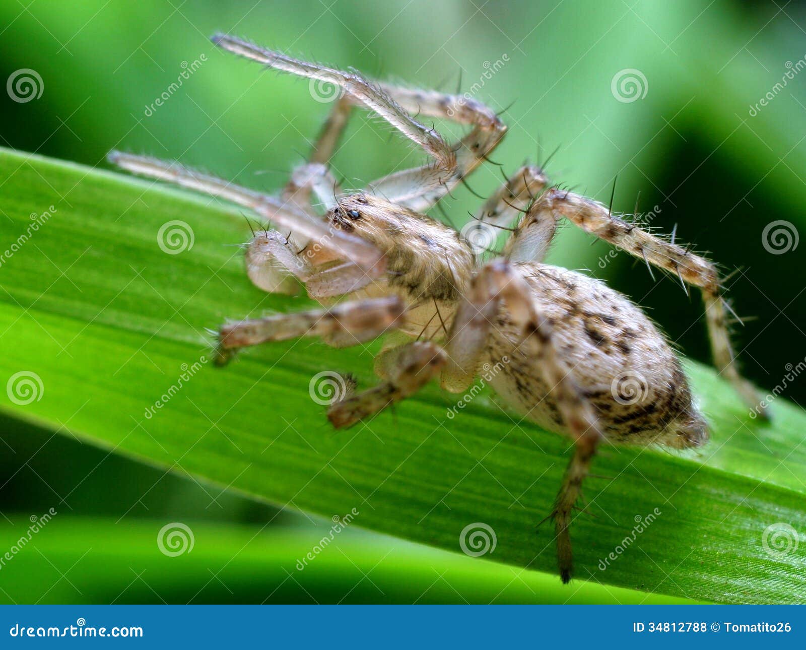 Spider in Its Natural Environment Stock Photo - Image of meadow, spider ...