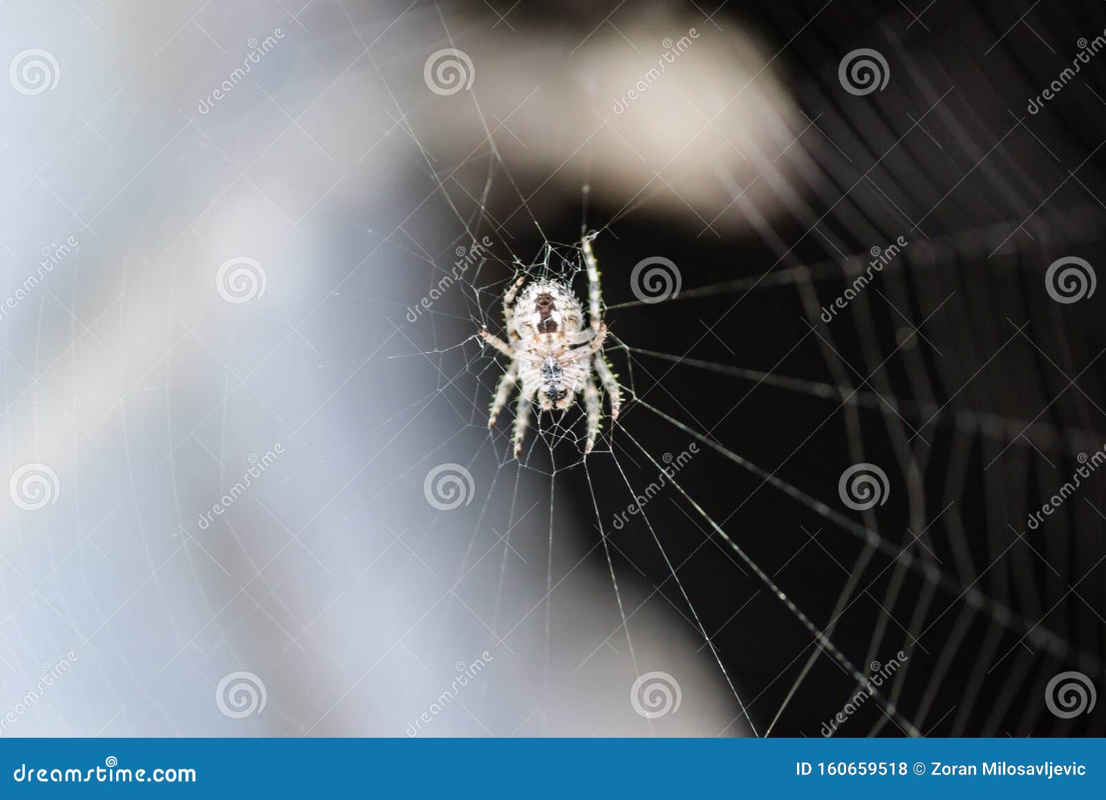 Spider in Its Natural Environment Stock Photo - Image of arachnid ...