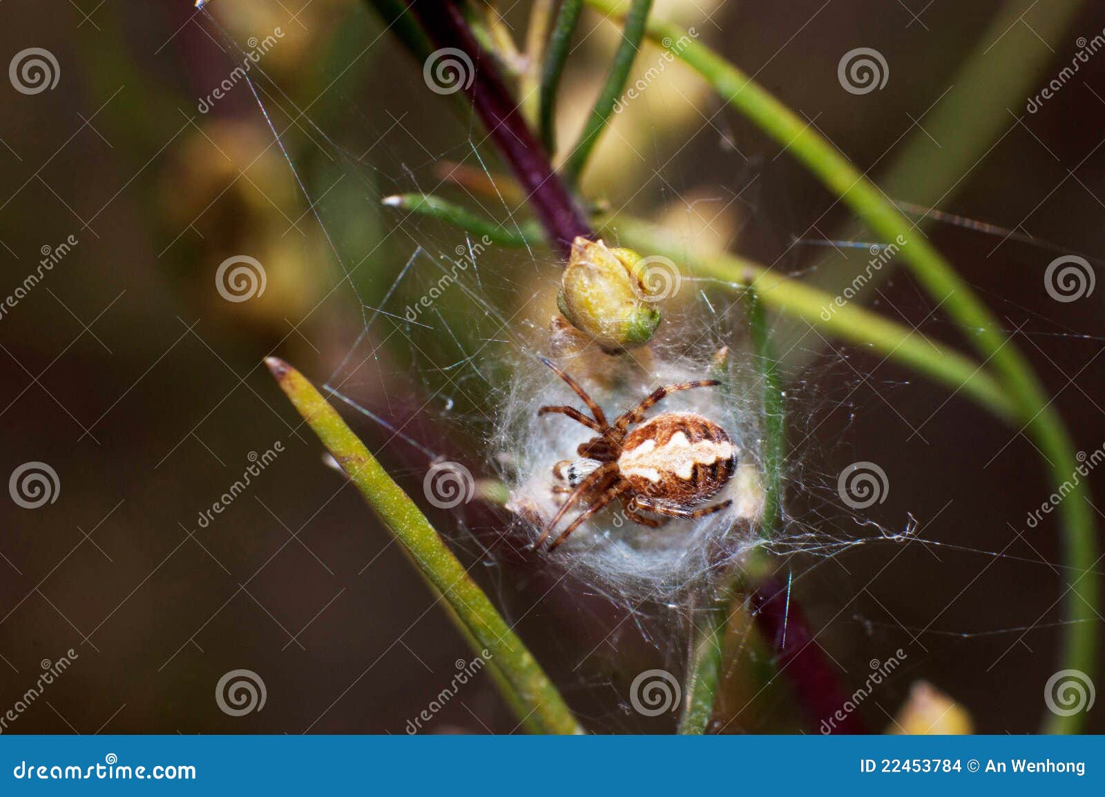 Spider and its nest stock photo. Image of firing, insect - 22453784
