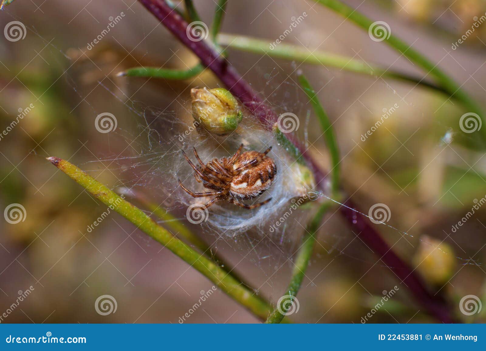 Spider and its nest stock image. Image of backlighting - 22453881