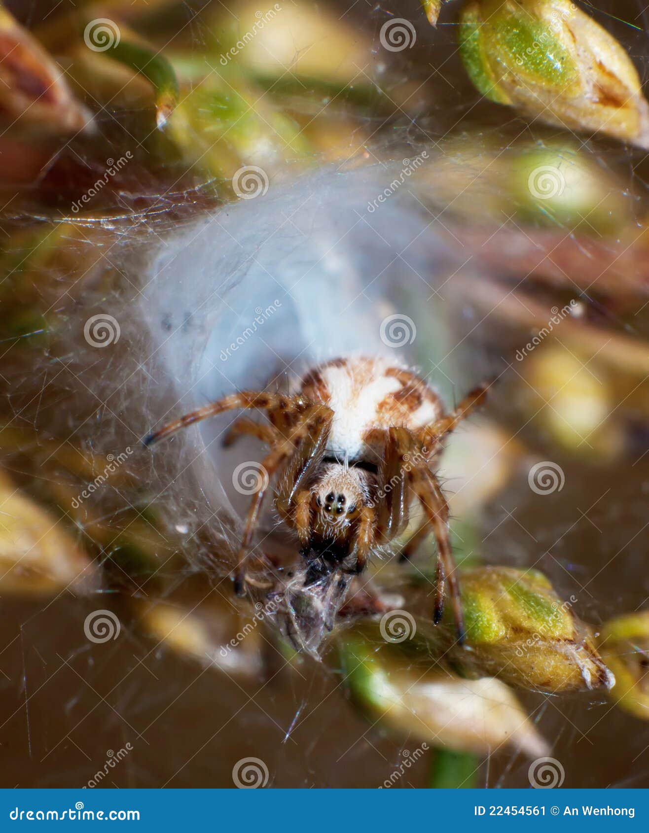 Spider and its nest stock image. Image of nest, cobwebbing - 22454561