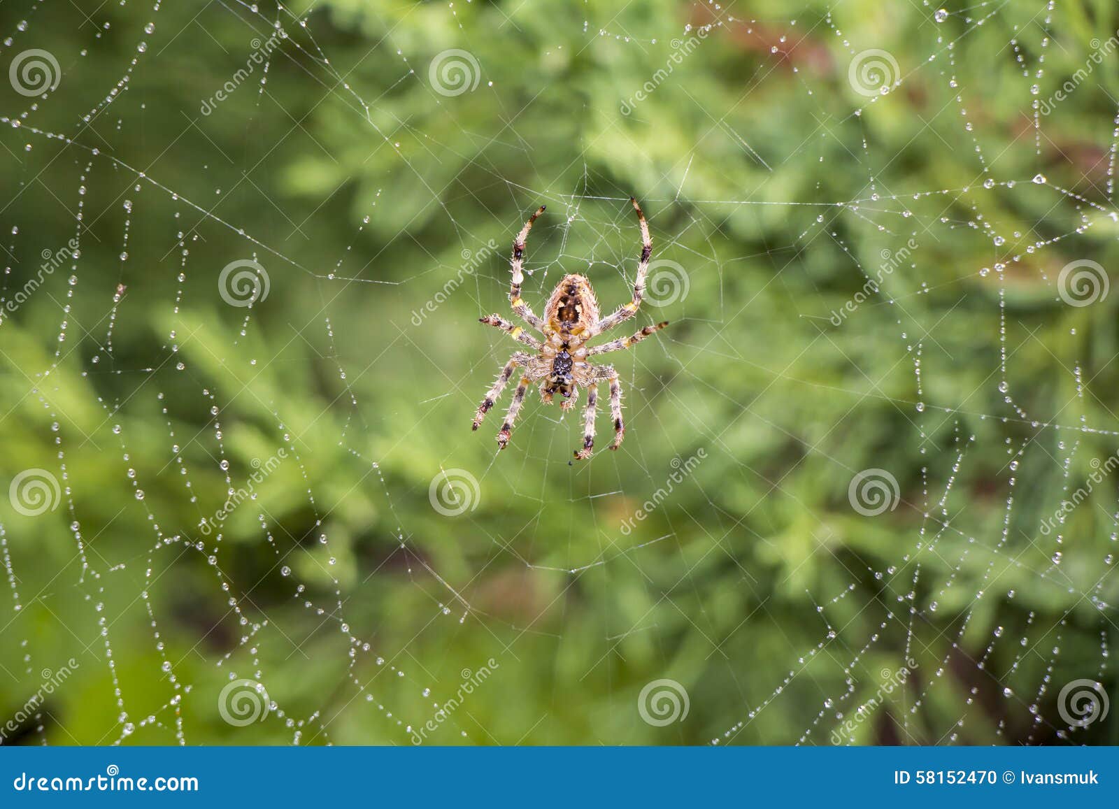 Spider in its net stock photo. Image of legs, capture - 58152470
