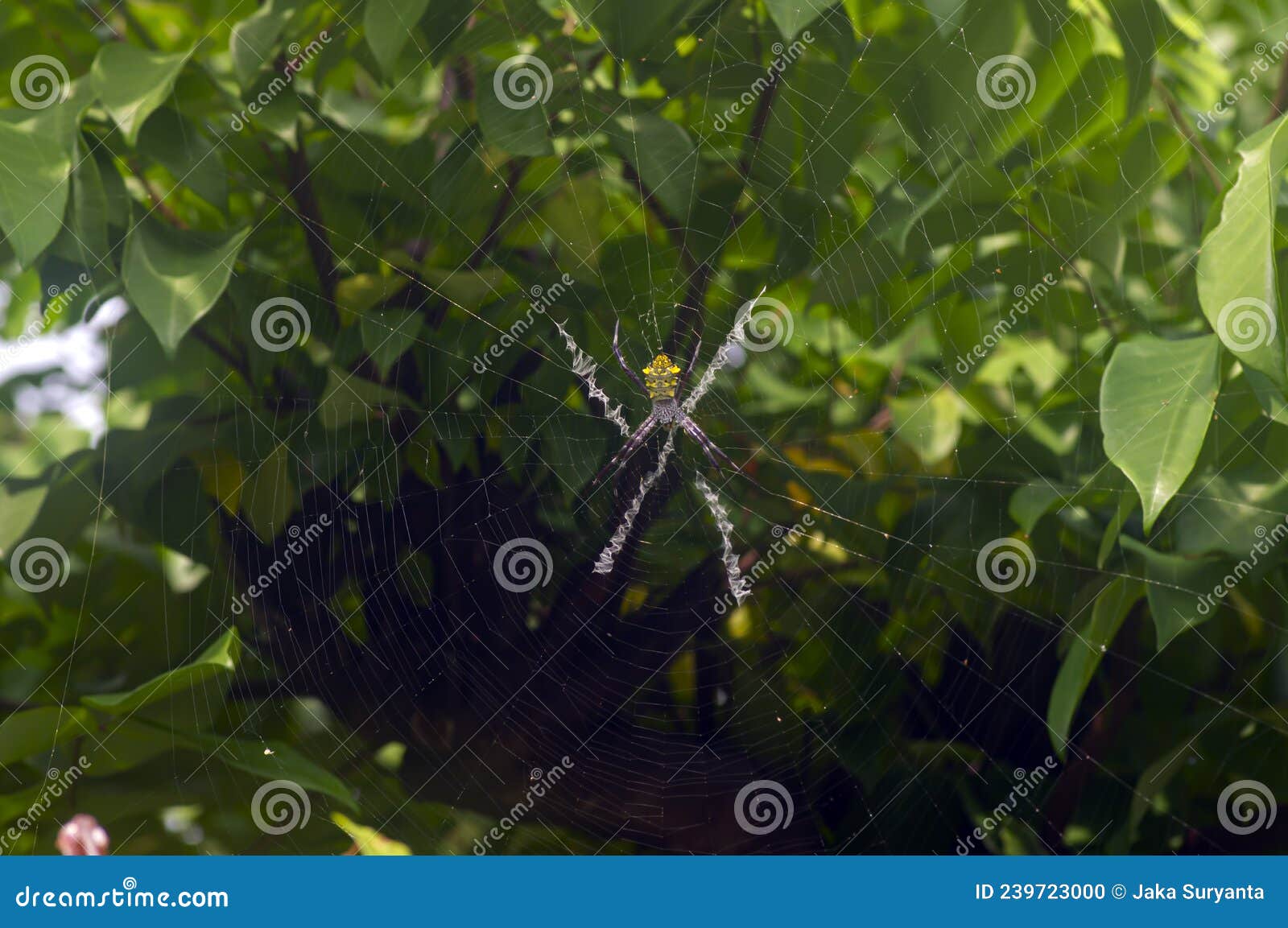 The Spider on Its Net, Selected Focus Stock Photo - Image of middle ...