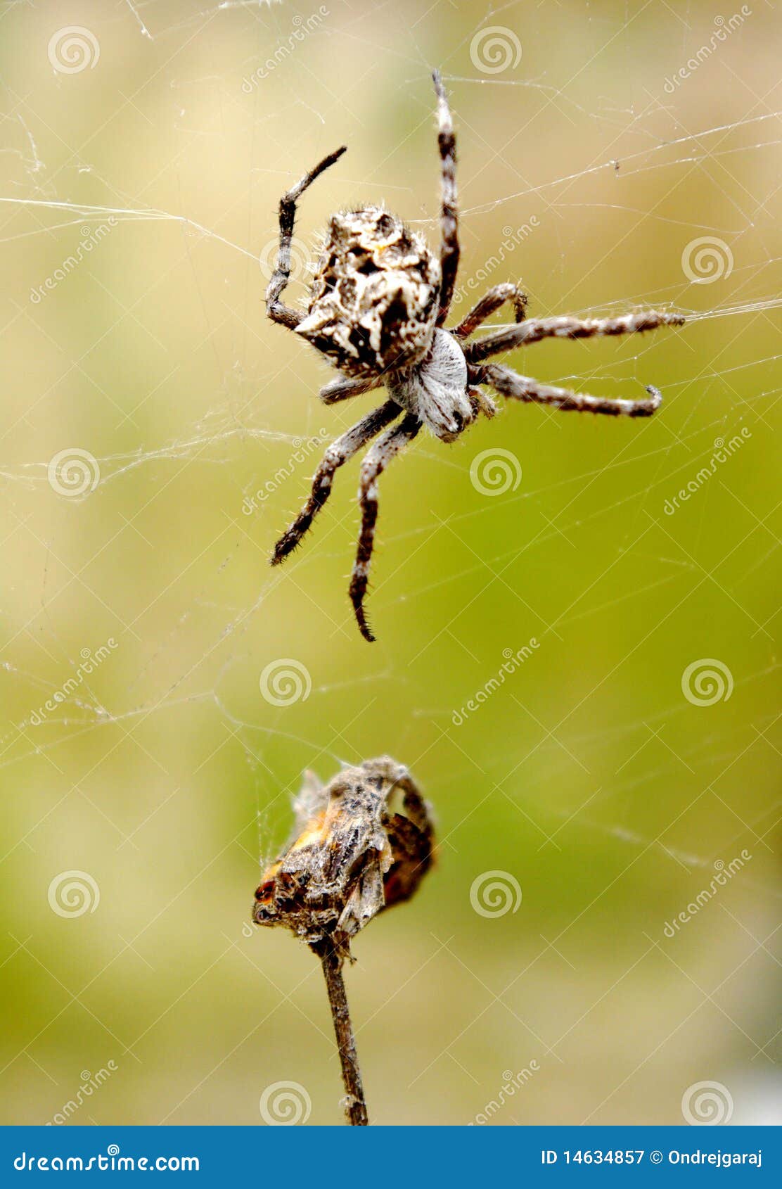 Spider with its prey stock image. Image of hunger, prey - 14634857