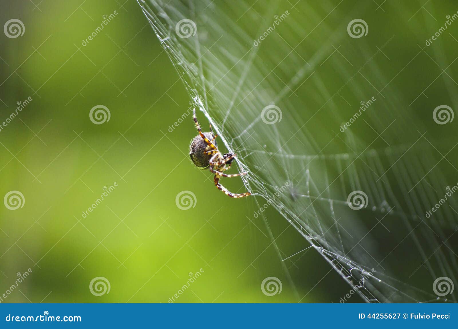 Spider on its prey stock image. Image of closeup, trap - 44255627