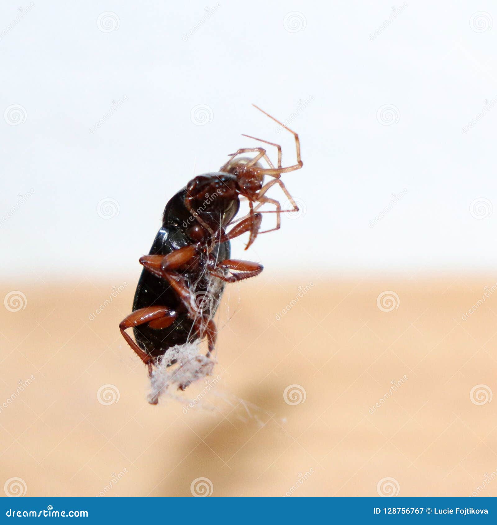 A spider with its prey stock image. Image of small, spider - 128756767