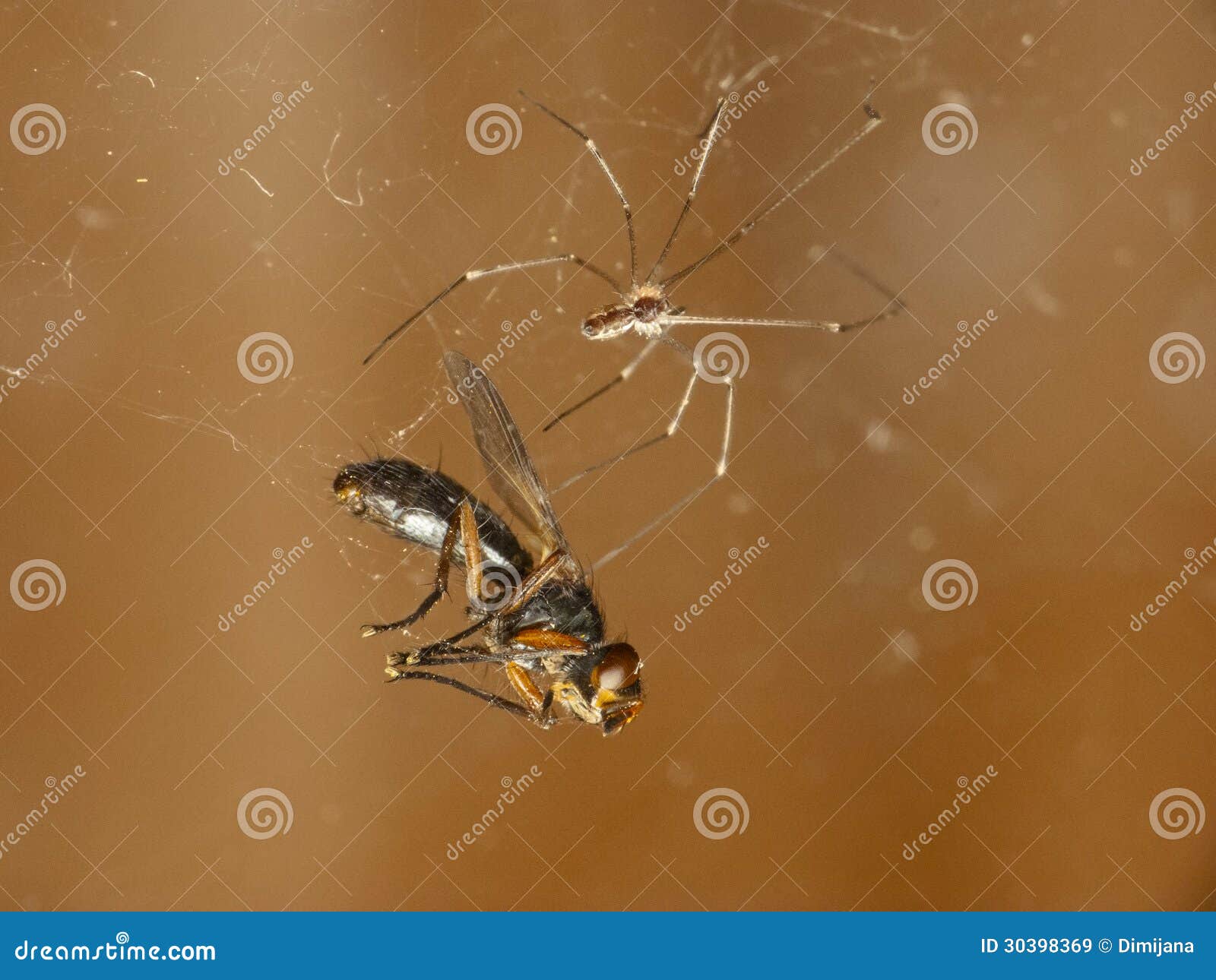 Spider and its prey stock image. Image of catching, fang - 30398369