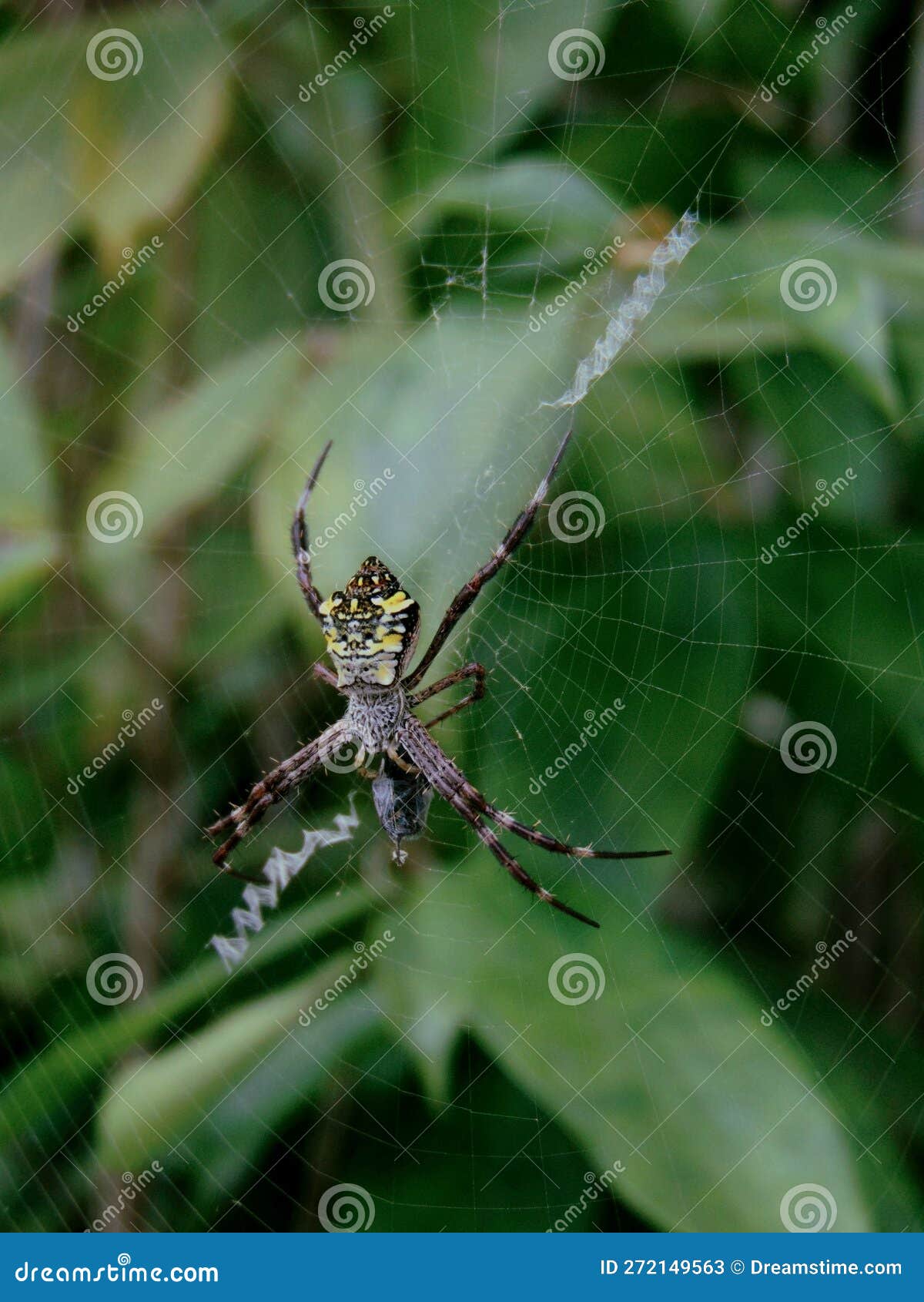 The Spider and Its Prey Insect on the Web Stock Image - Image of ...