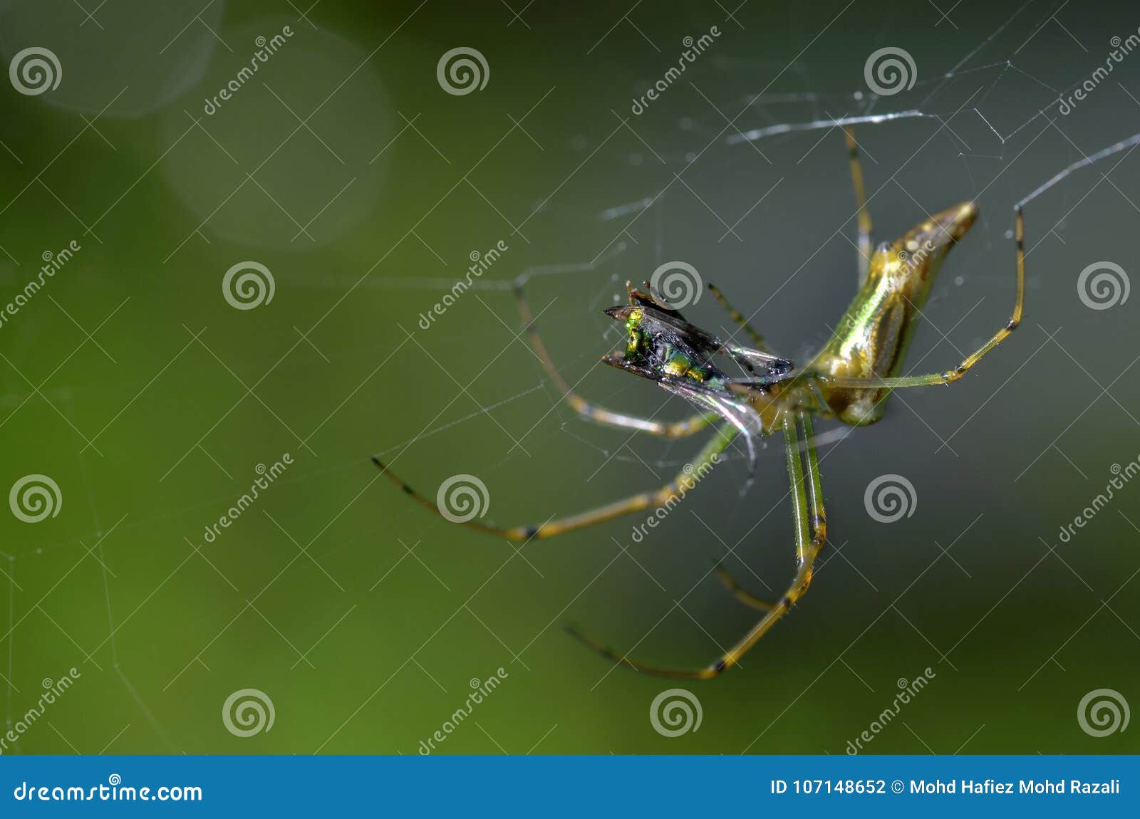 Spider with Its Prey on a Spider Web or Cobweb Stock Photo - Image of ...