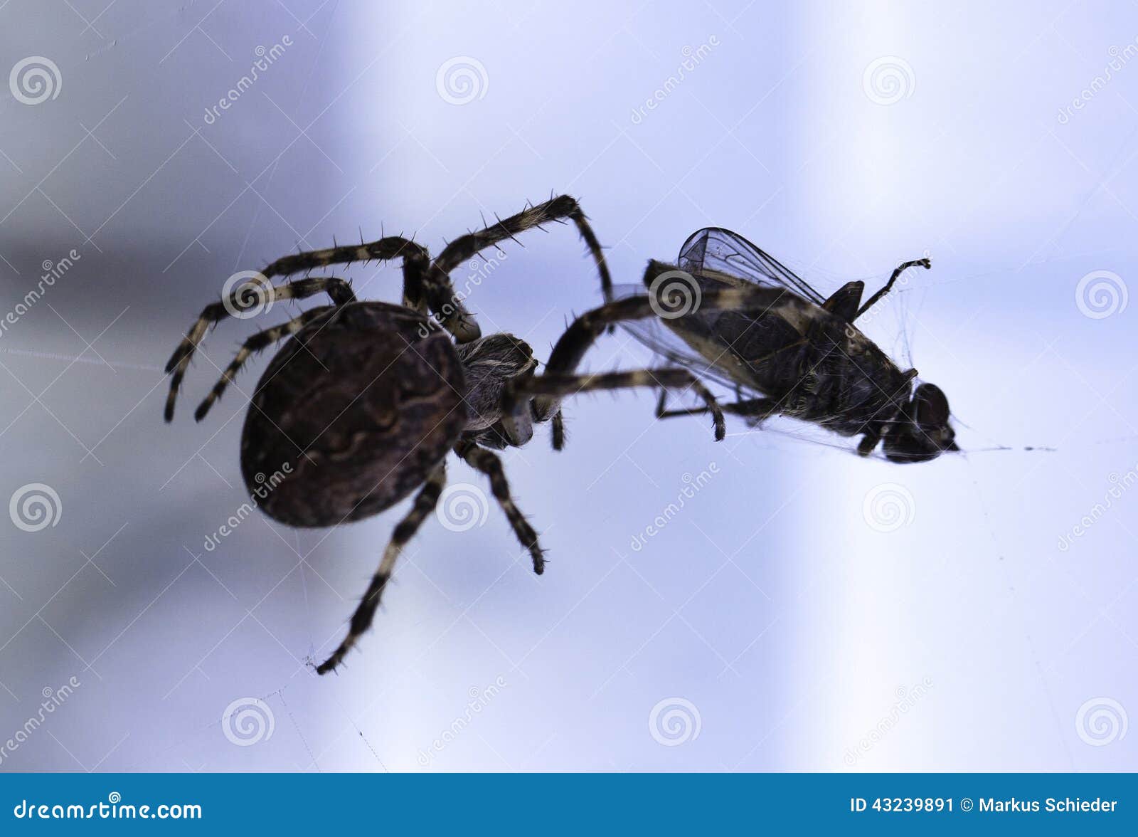 Spider with its prey stock image. Image of invertebrate - 43239891