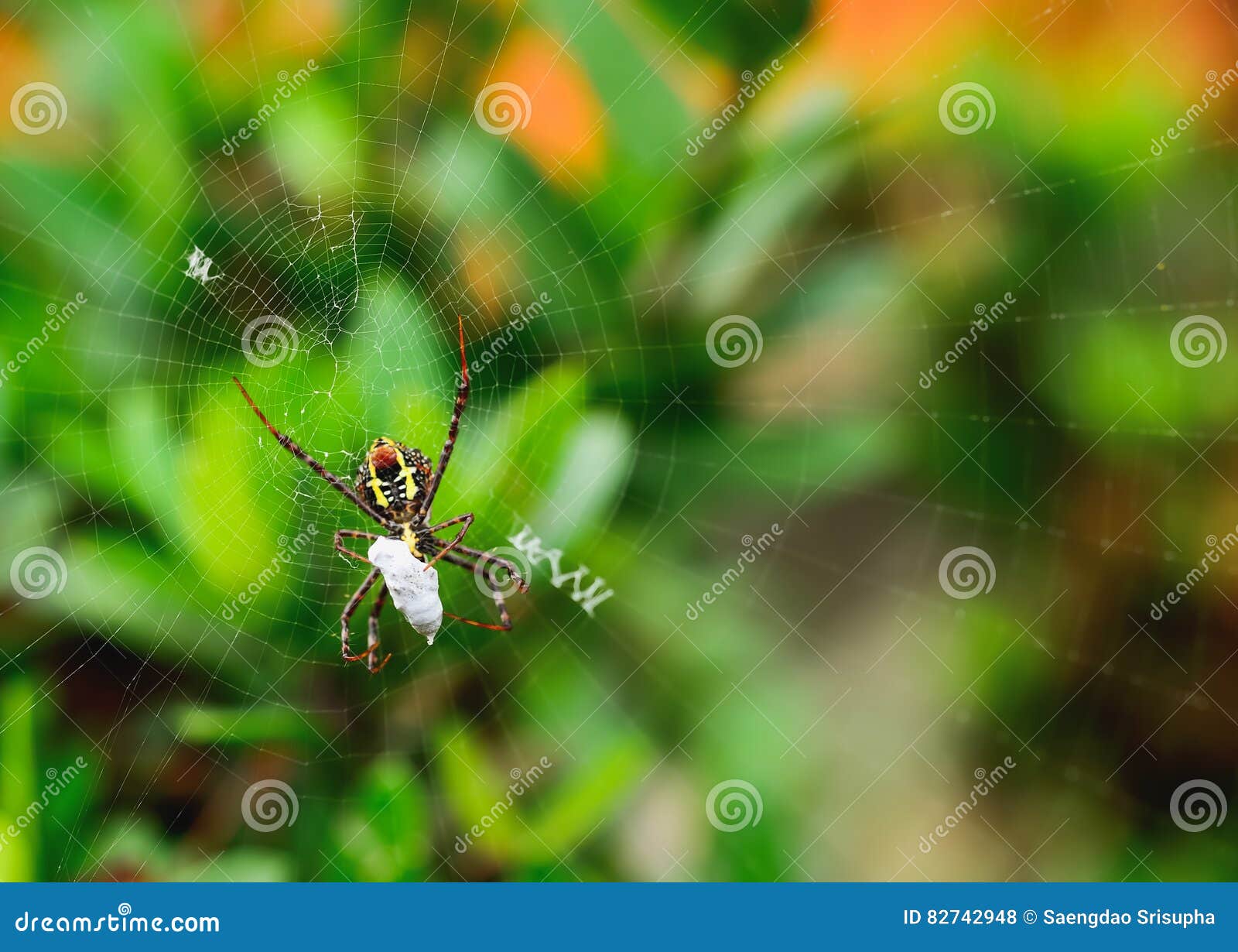 Spider with its prey stock photo. Image of closeup, close - 82742948