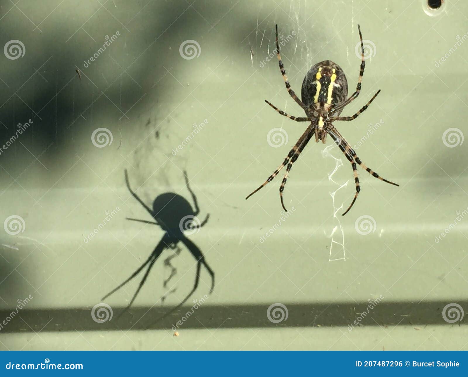 A spider and its shadow stock photo. Image of shadow - 207487296