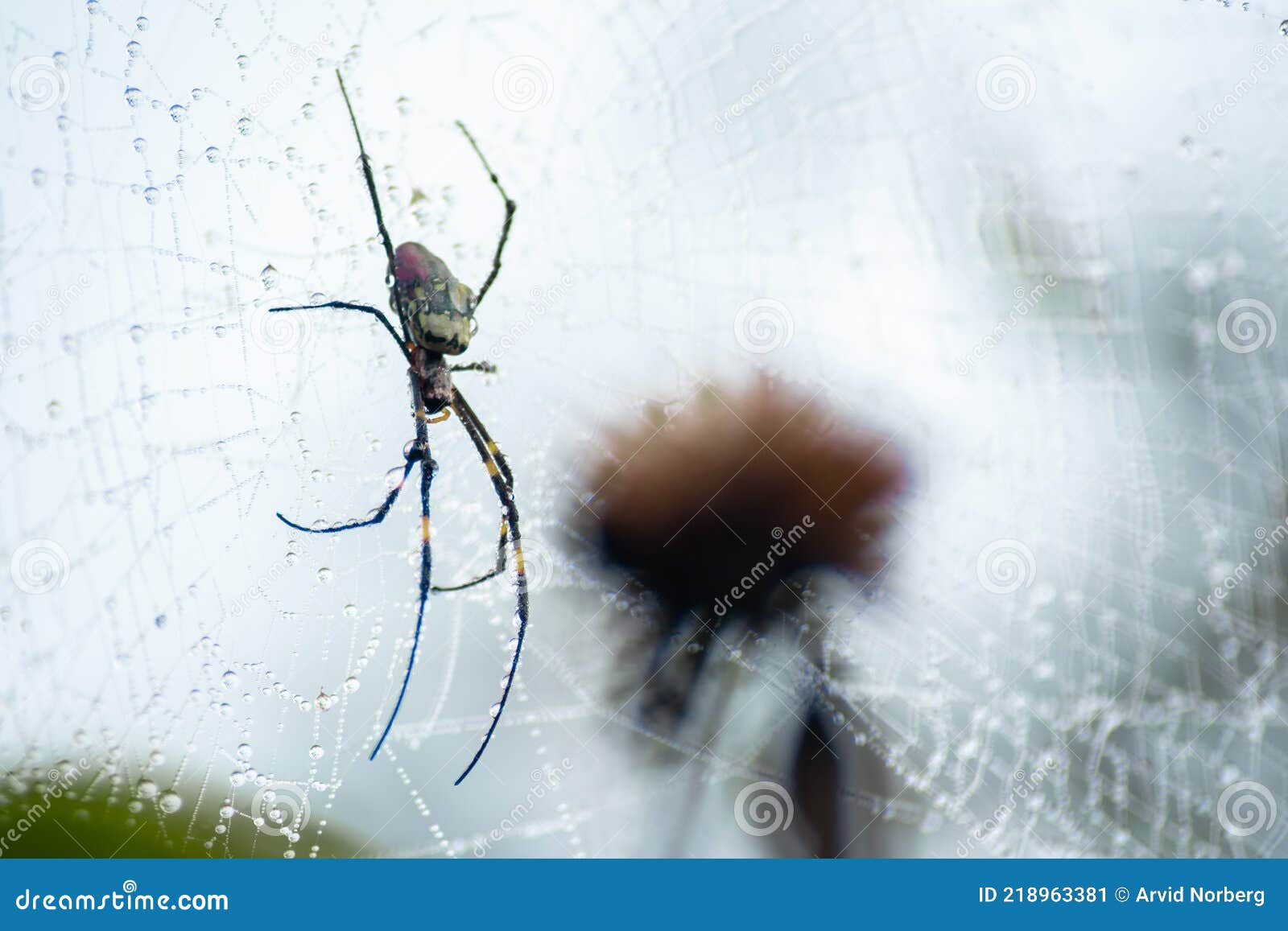 A Spider in Its Spider Web with Dew Rain Drops, Myanmar Stock Image ...
