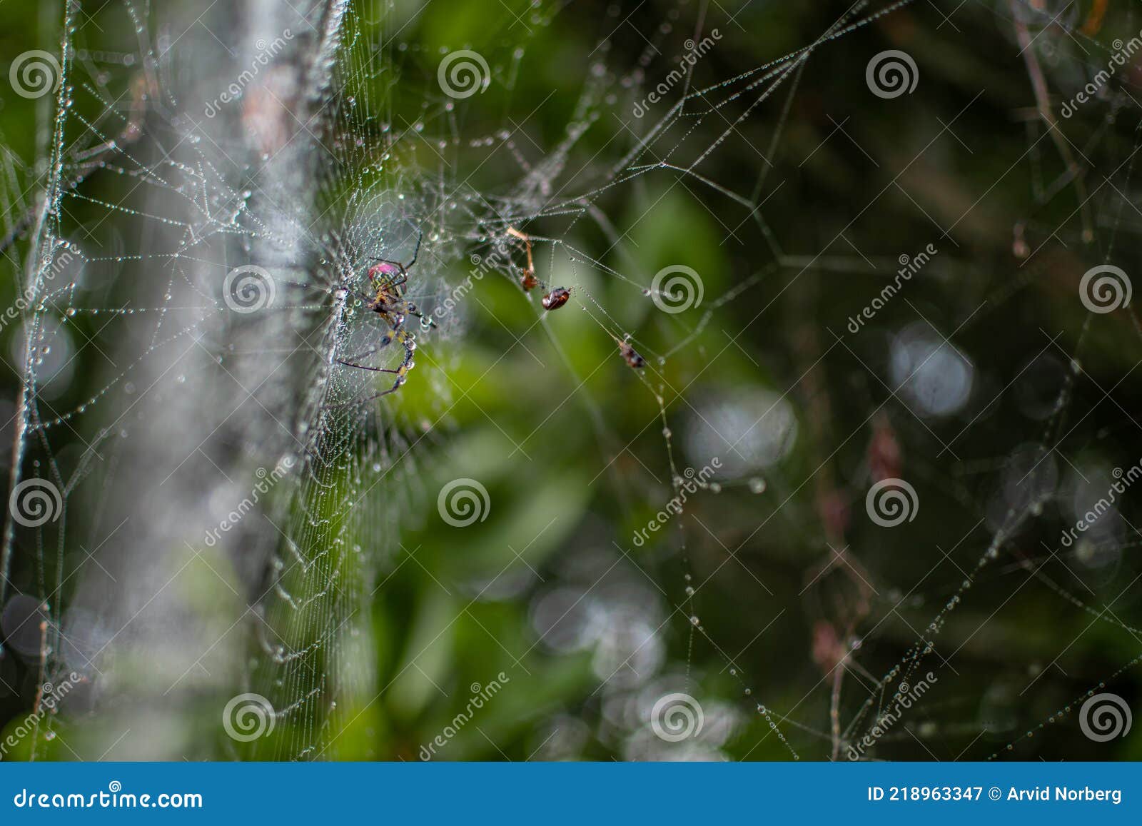 A Spider in Its Spider Web with Dew Rain Drops, Myanmar Stock Image ...