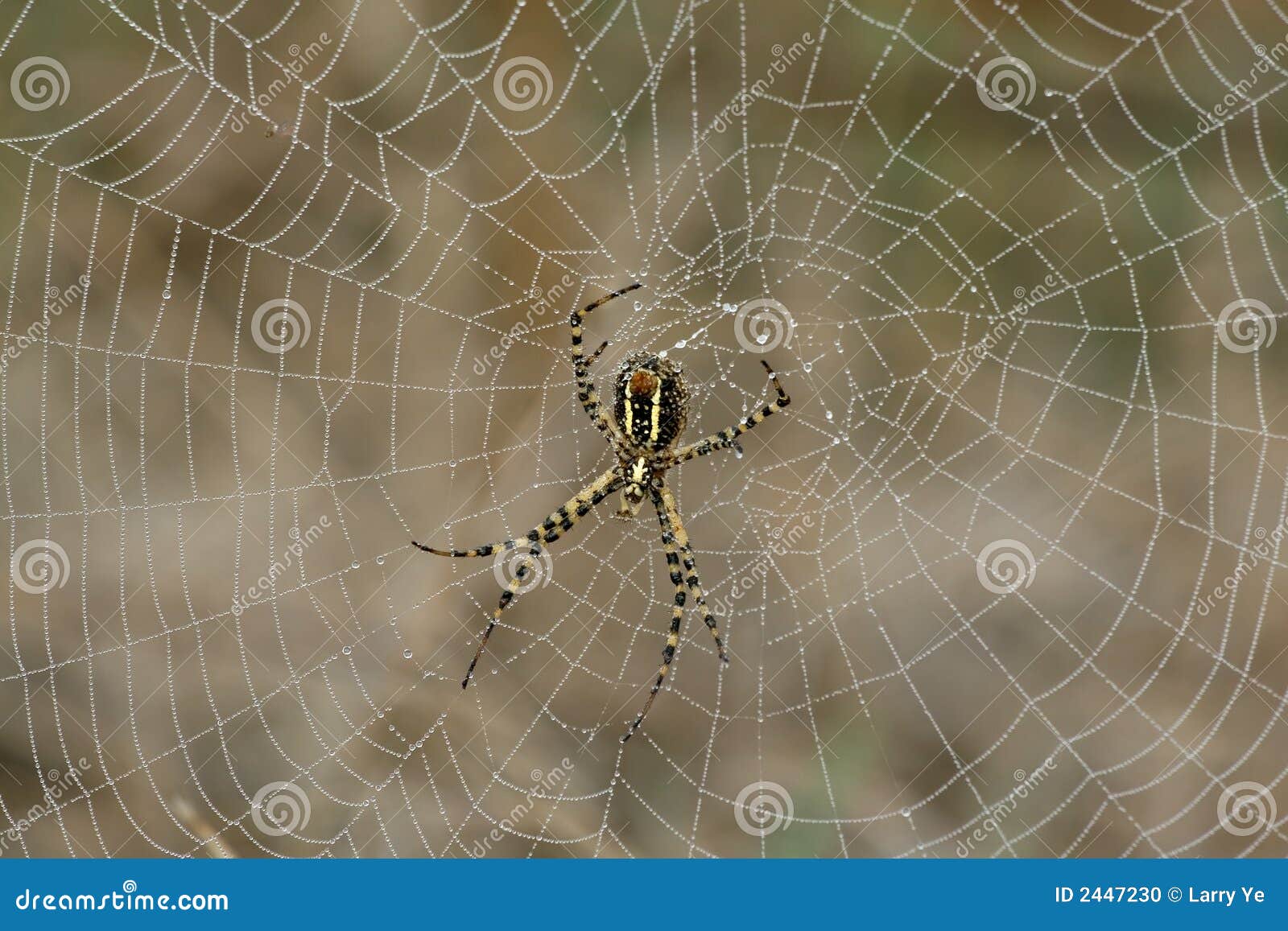 A Spider on its web. stock photo. Image of weave, spiderweb - 2447230