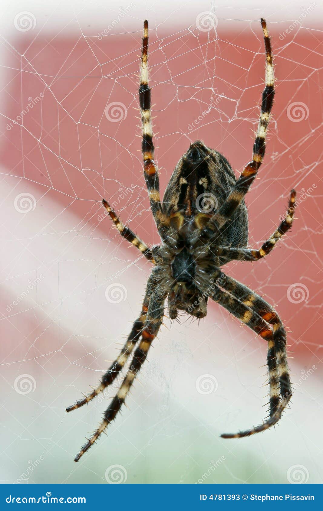 Spider on its web stock image. Image of phobia, arachnid - 4781393