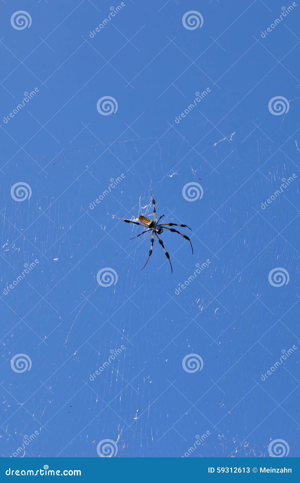 Spider in its web stock image. Image of invertebrate - 59312613