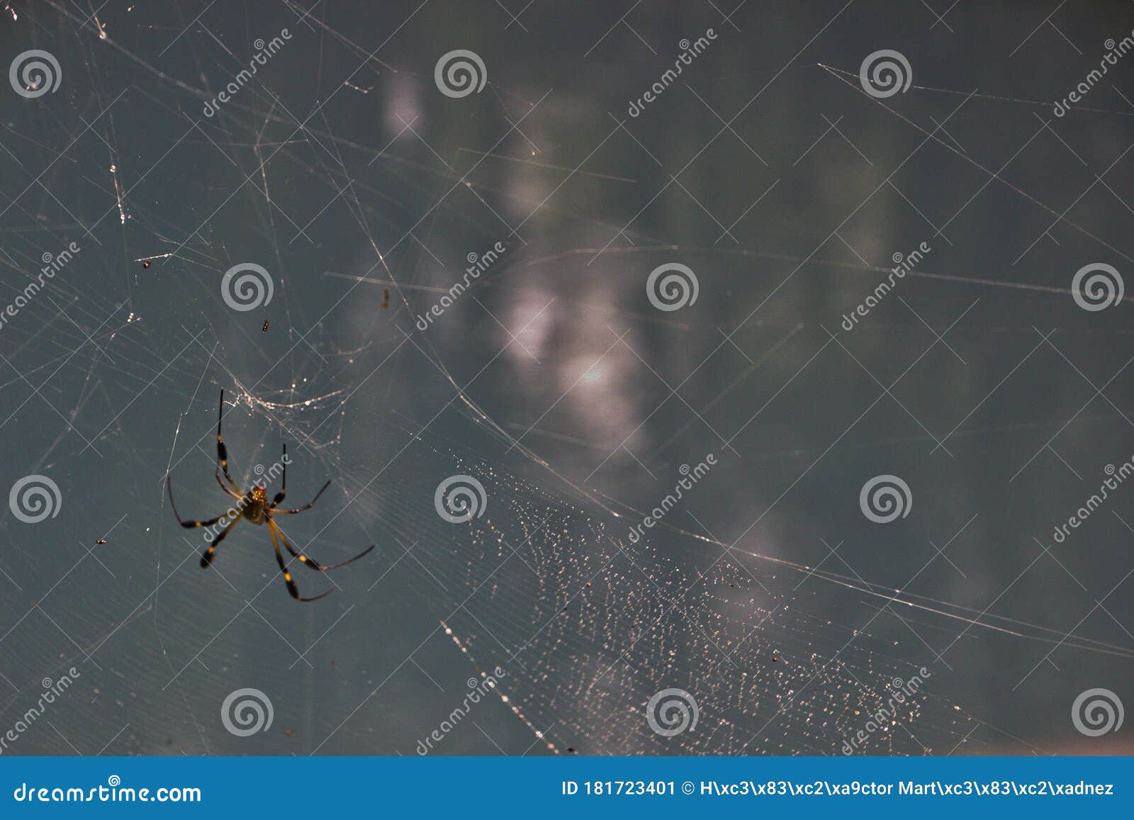 Spider with Its Web on a Blue Background Stock Image - Image of nature ...