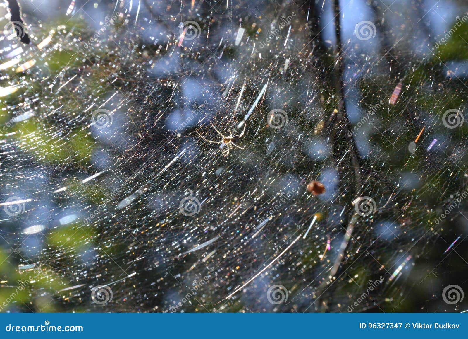 The Spider in Its Web is Brightly Illuminated by the Sun& X27;s Rays ...